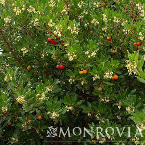 Arbutus unedo Compacta 10gal Strawberry Tree – Cornell Farm