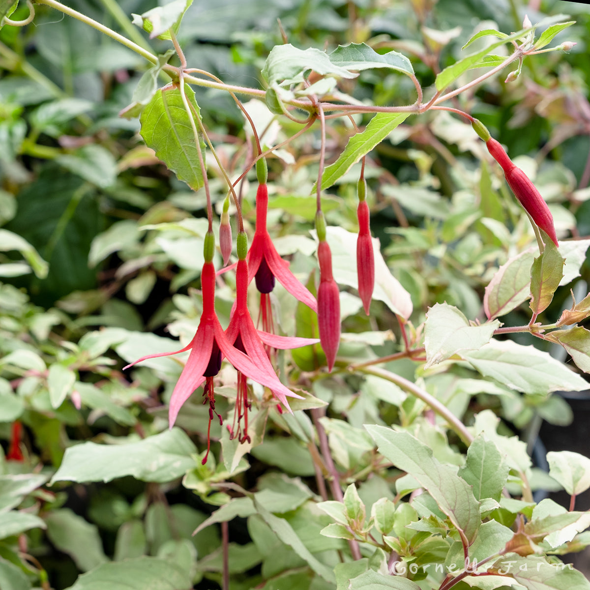 Fuchsia magellanica Tricolor 1gal – Cornell Farm