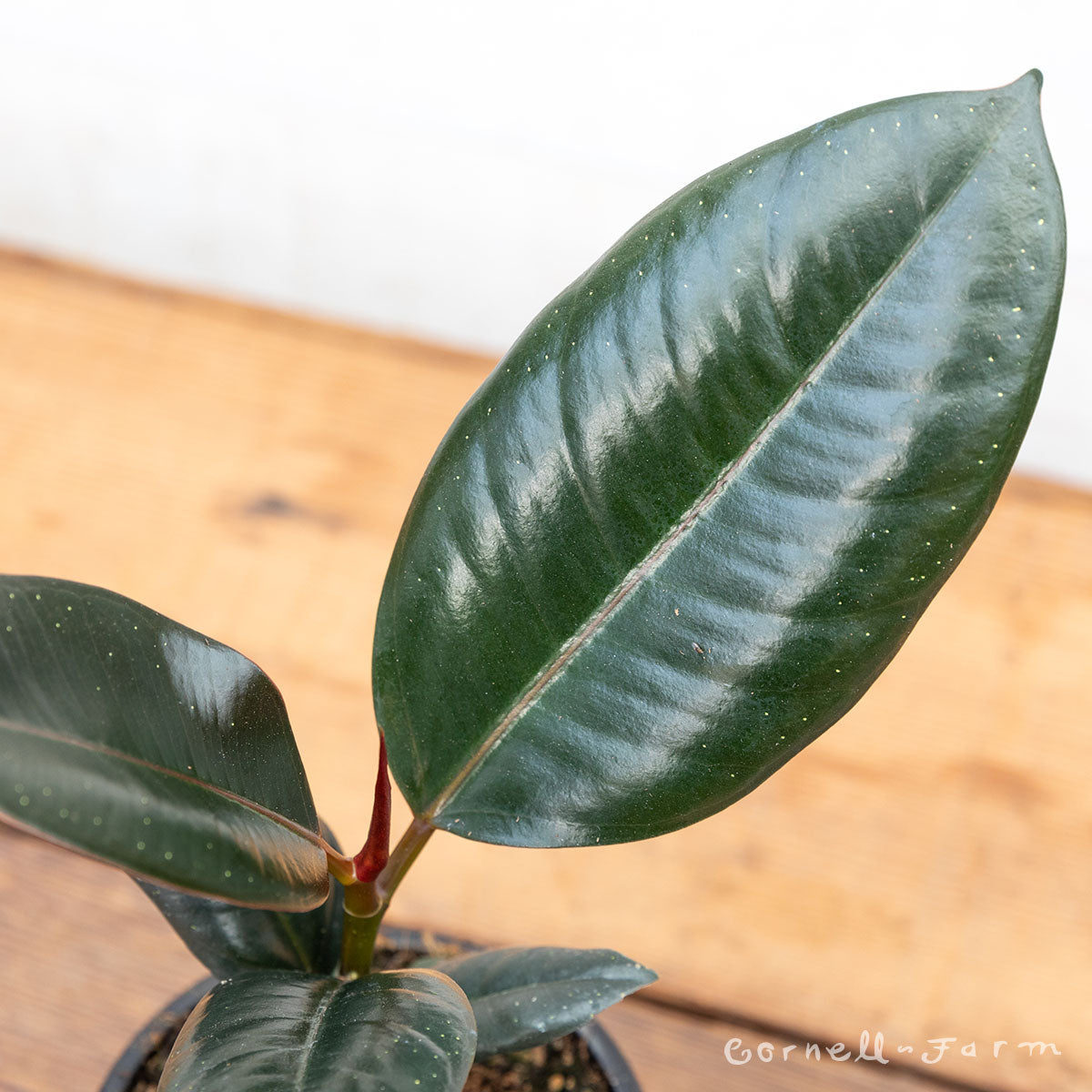 Ficus elastica 14in Burgundy Rubber Tree – Cornell Farm