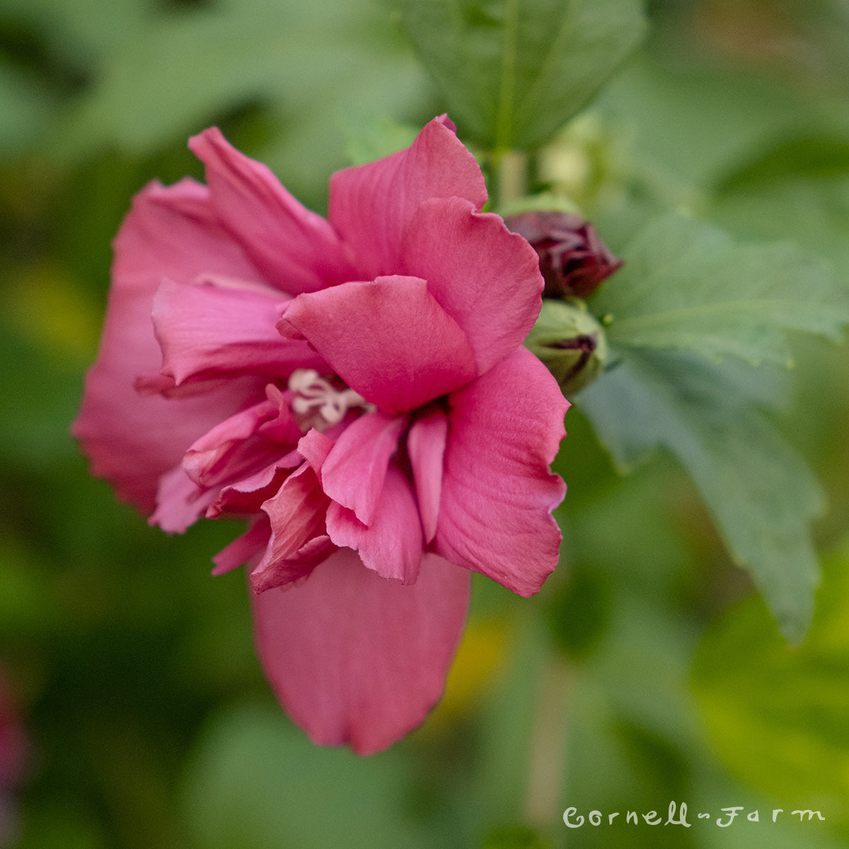 Hibiscus s. Lucy 5gal Hardy Rose of Sharon – Cornell Farm