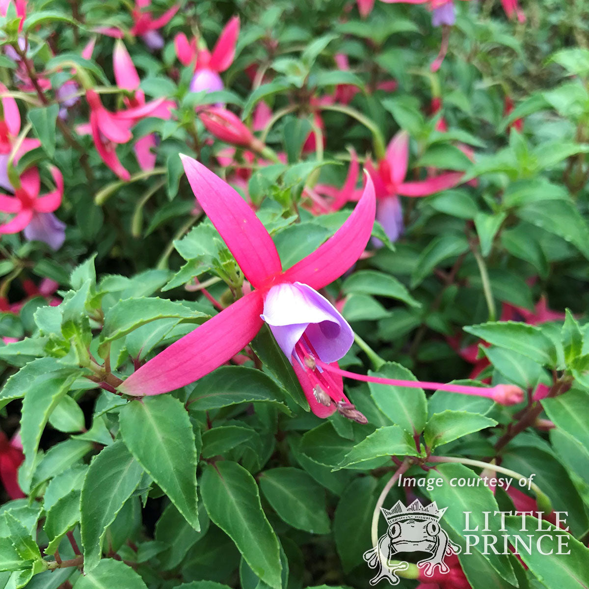 Fuchsia Foxgrove Wood 1gal – Cornell Farm