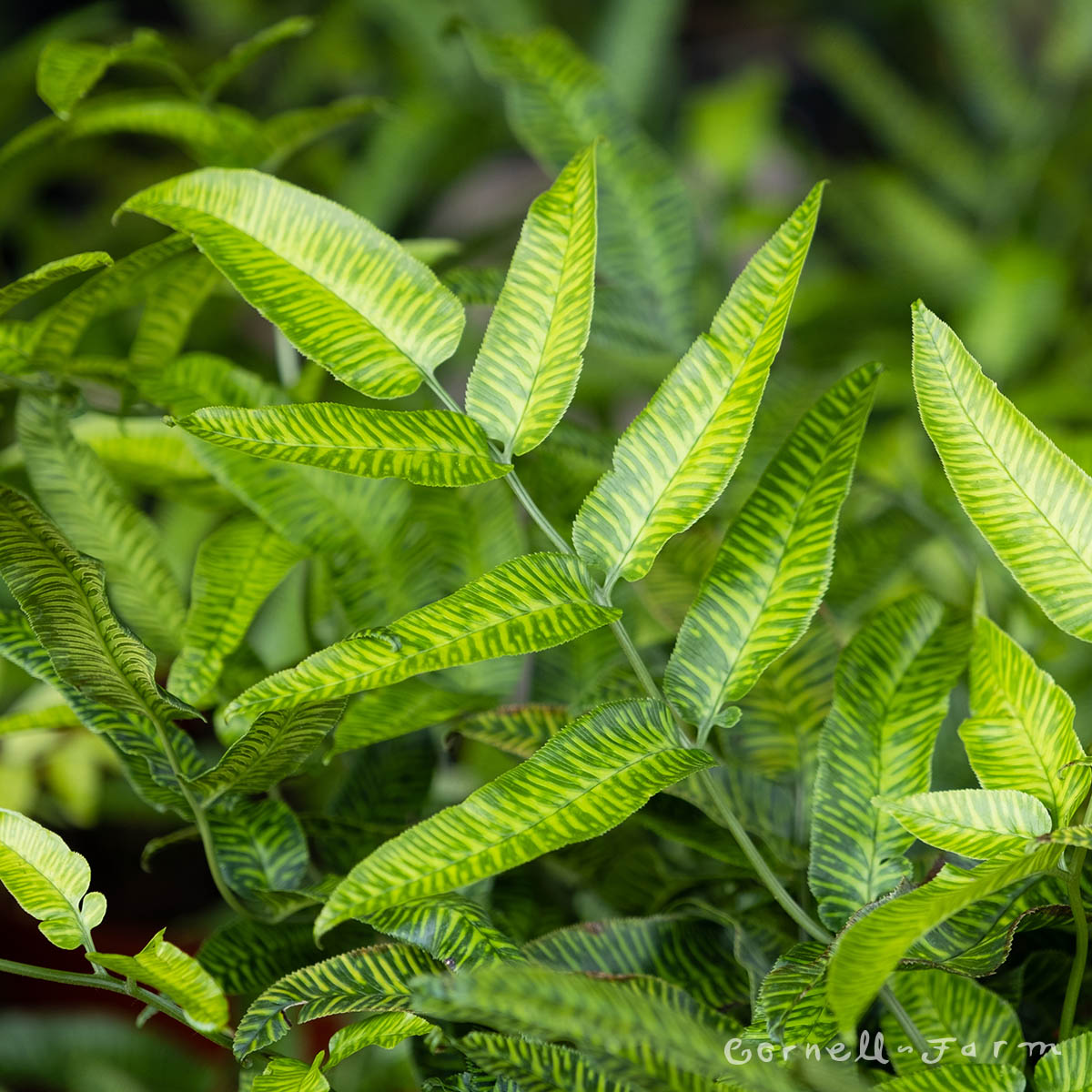 Coniogramme emeiensis 2gal Golden Zebra Fern – Cornell Farm