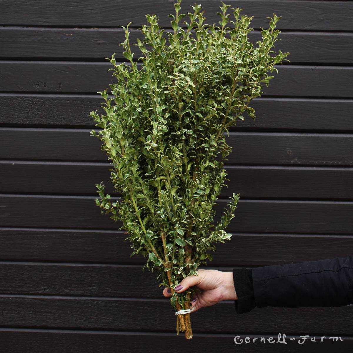 Oregonia Bunch – Cornell Farm