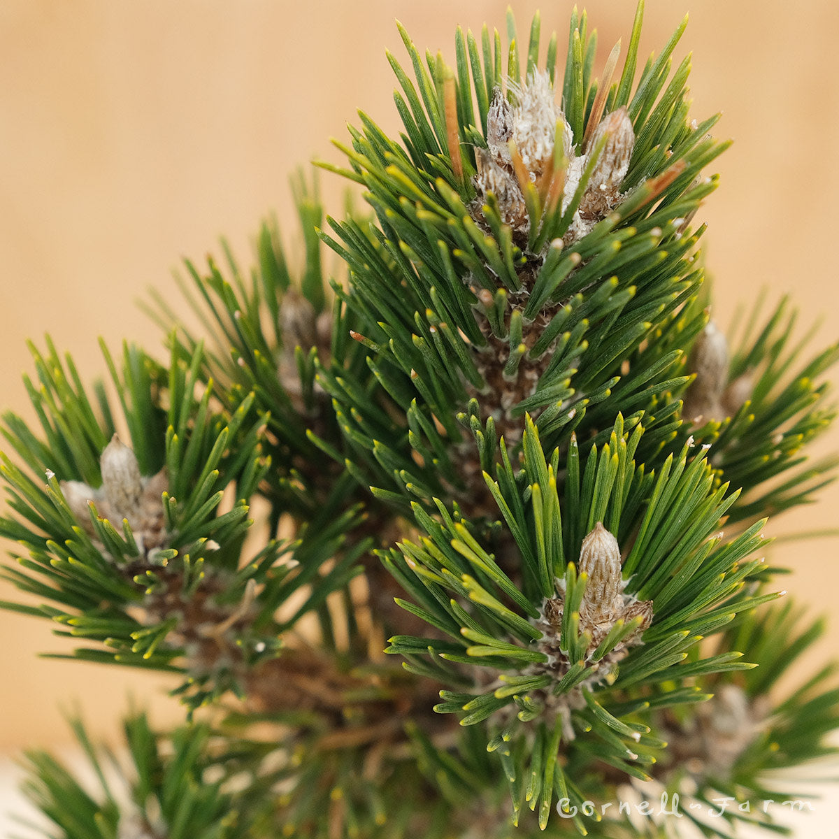 Pinus t. Koto Buki 6gal Japanese Black Pine – Cornell Farm