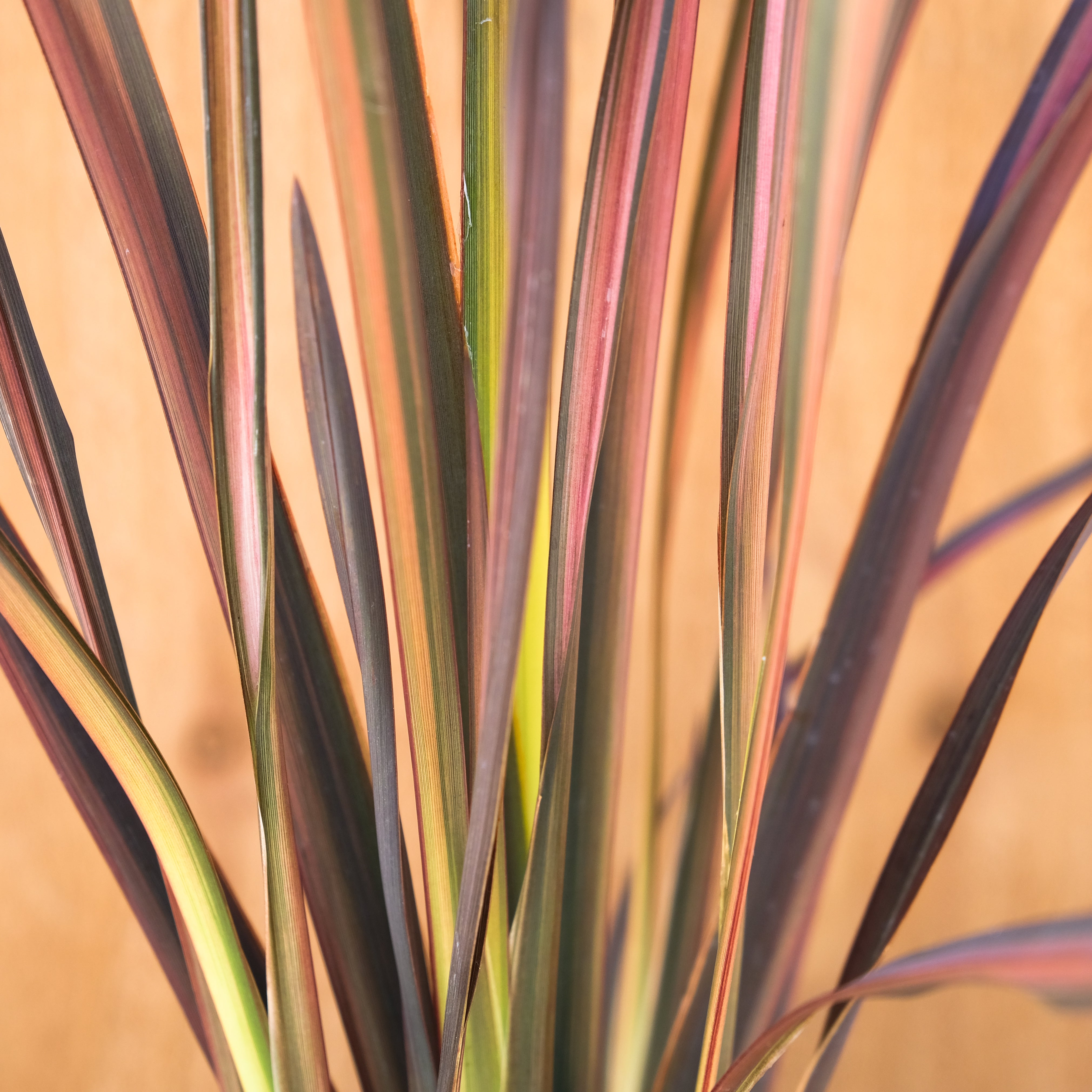 Phormium Pink Panther 5gal – Cornell Farm