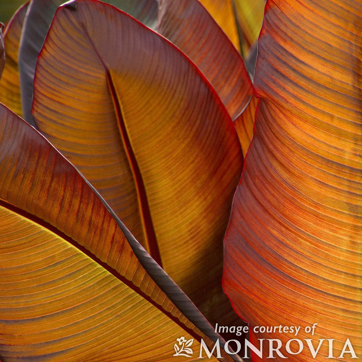 Ensete ventricosum Maurelii 1gal Red Banana – Cornell Farm