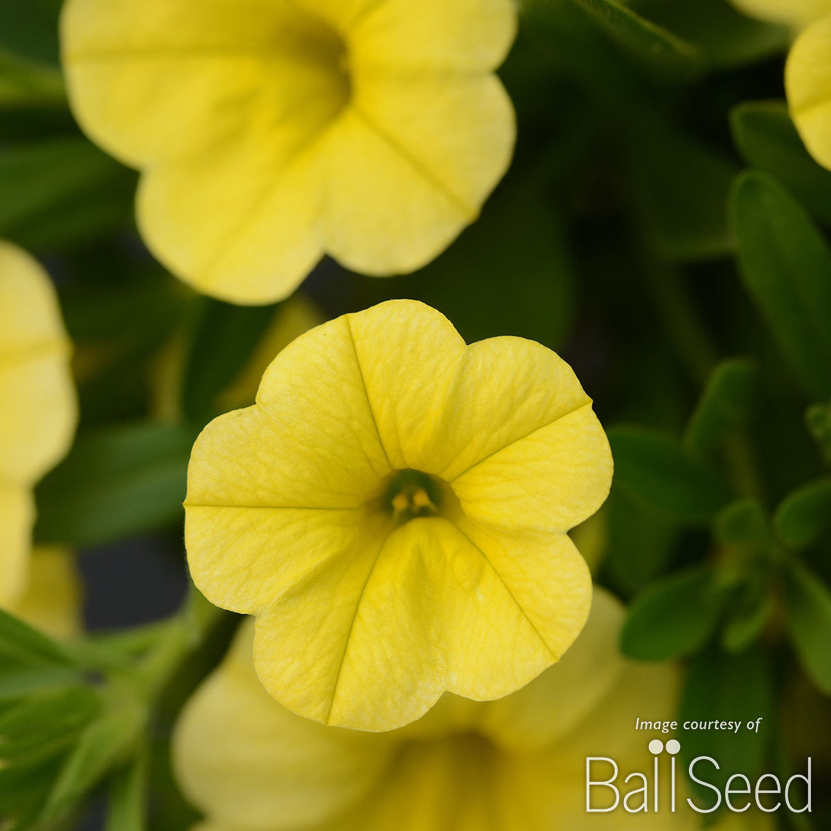 Calibrachoa Neo Deep Yellow 4.25in MF-CF – Cornell Farm