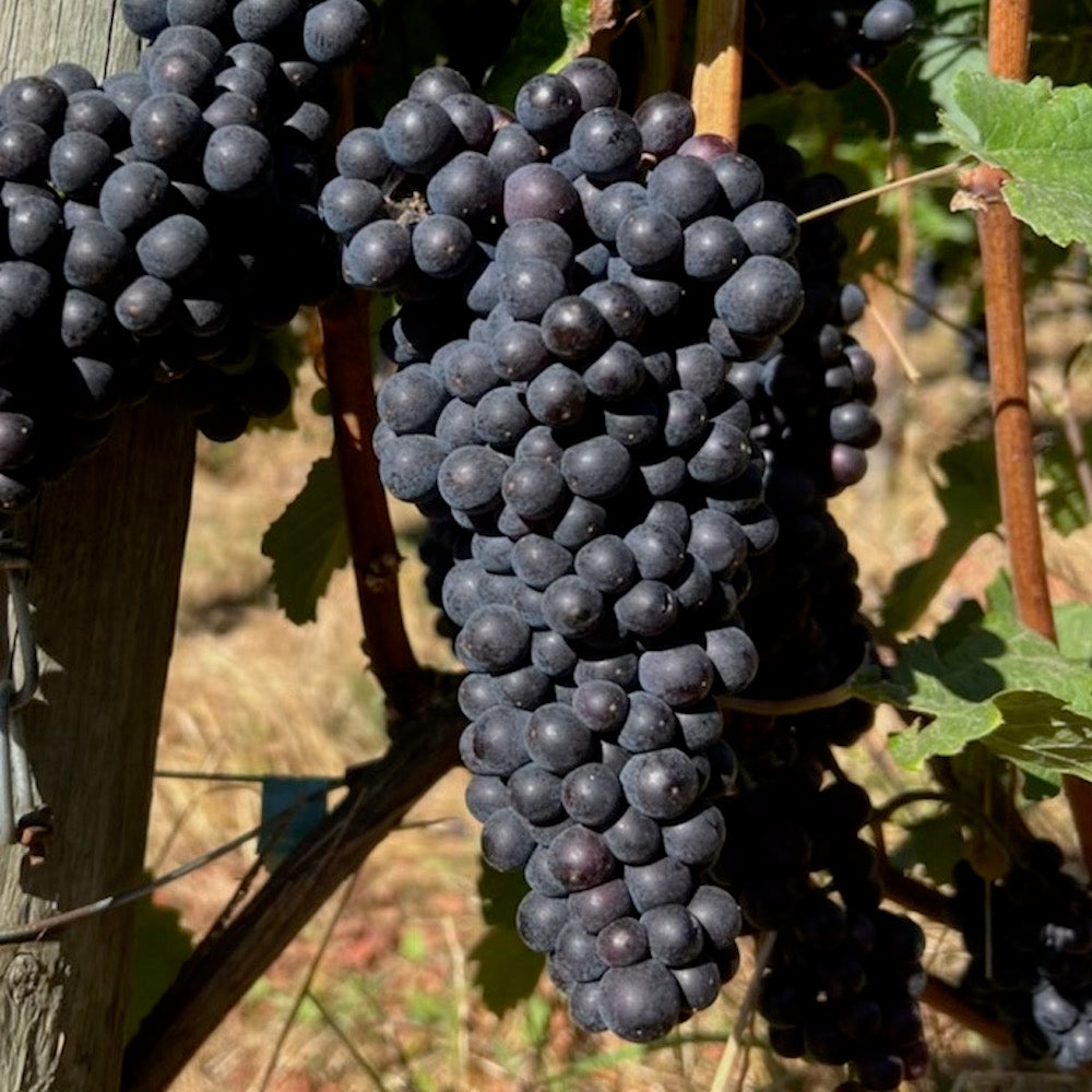 Grape Pinot Noir Dijon 115 wine 1g – Cornell Farm