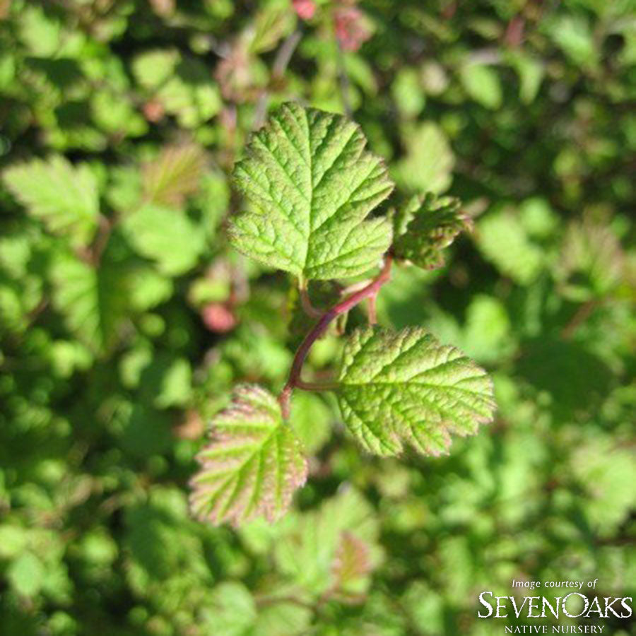 Holodiscus microphyllus 1gal Small-leaf Mountain Creambush – Cornell Farm