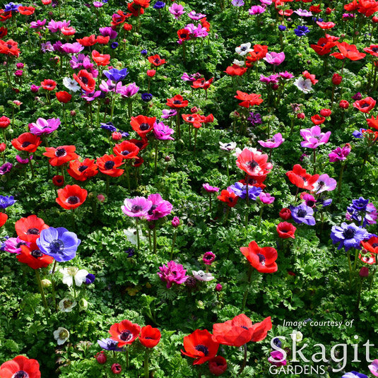 Anemone Harmony Mix 1gal – Cornell Farm