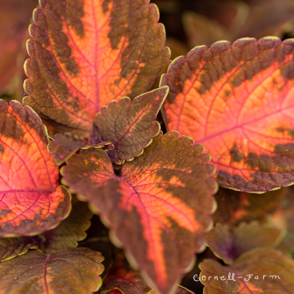 Coleus Sunset Blvd. - Main Street 4.25in CF – Cornell Farm