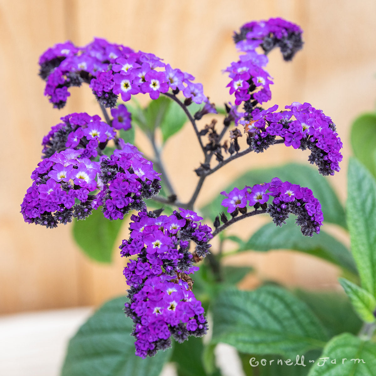 Heliotrope Marine