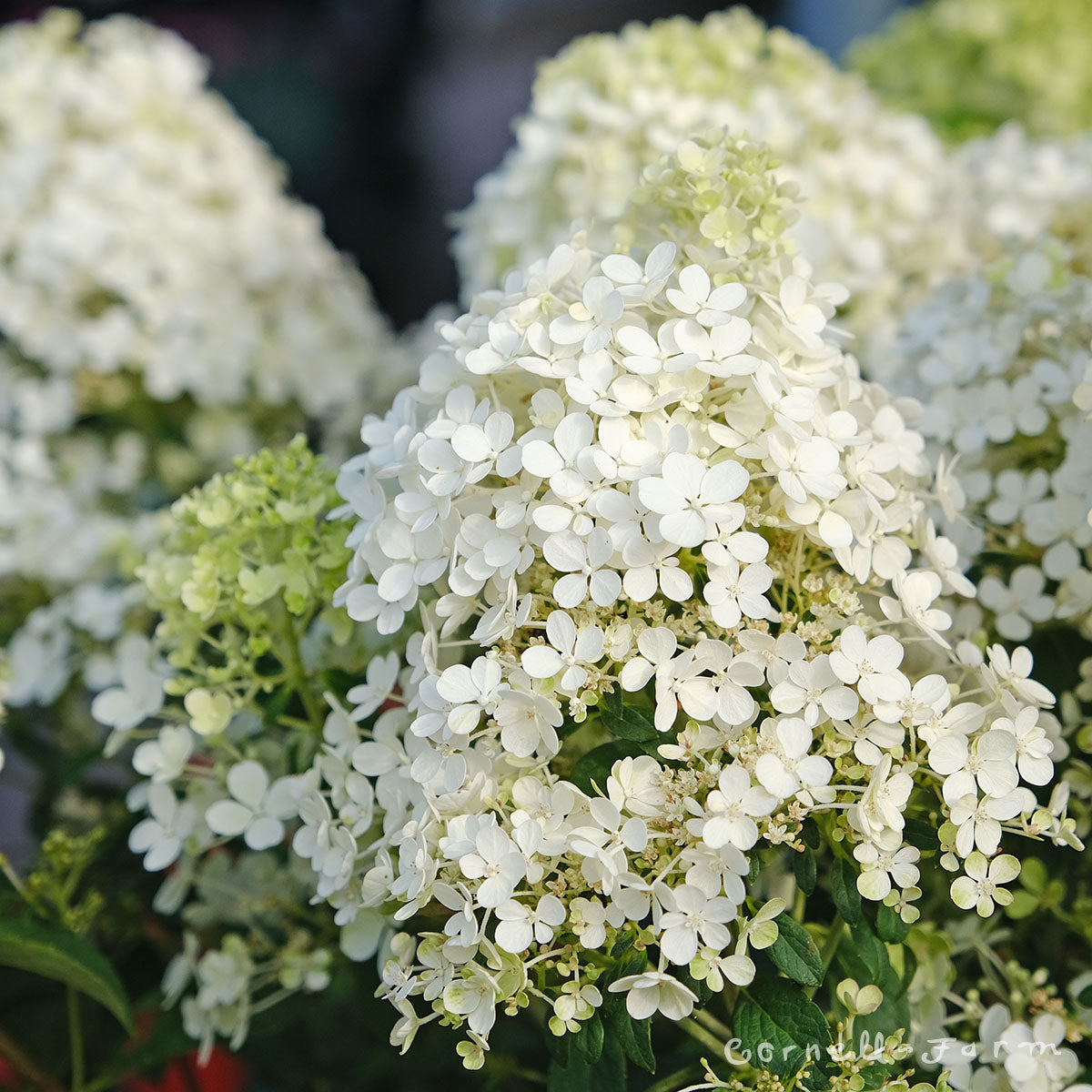 Hydrangea p. Bobo 2gal – Cornell Farm