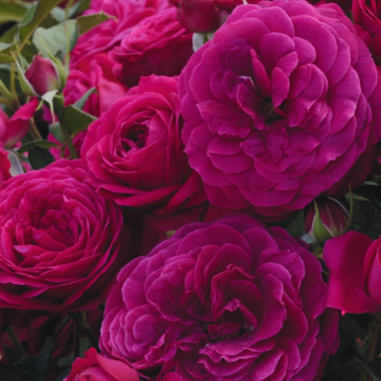 Rose Celestial Night 5gal Floribunda – Cornell Farm