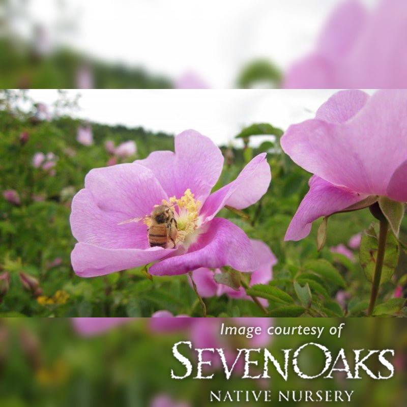 Rosa nutkana 1gal. Native Nootka Rose – Cornell Farm