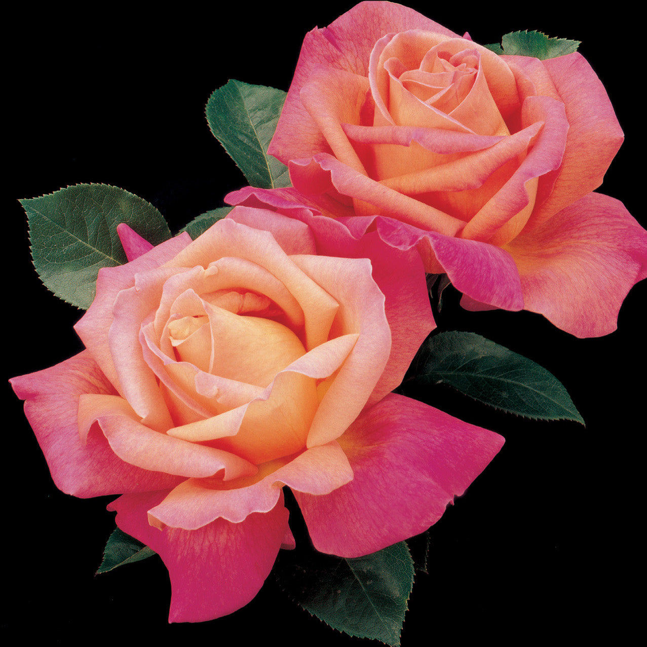 Rose Chicago Peace 5gal Hybrid Tea – Cornell Farm