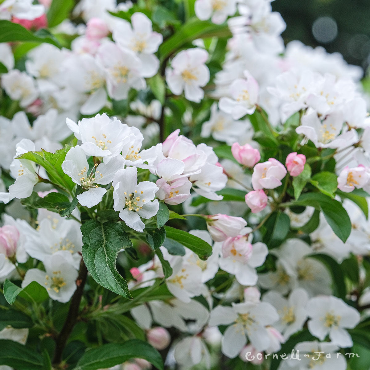 Malus Sparkling Sprite 15gal Crabapple – Cornell Farm