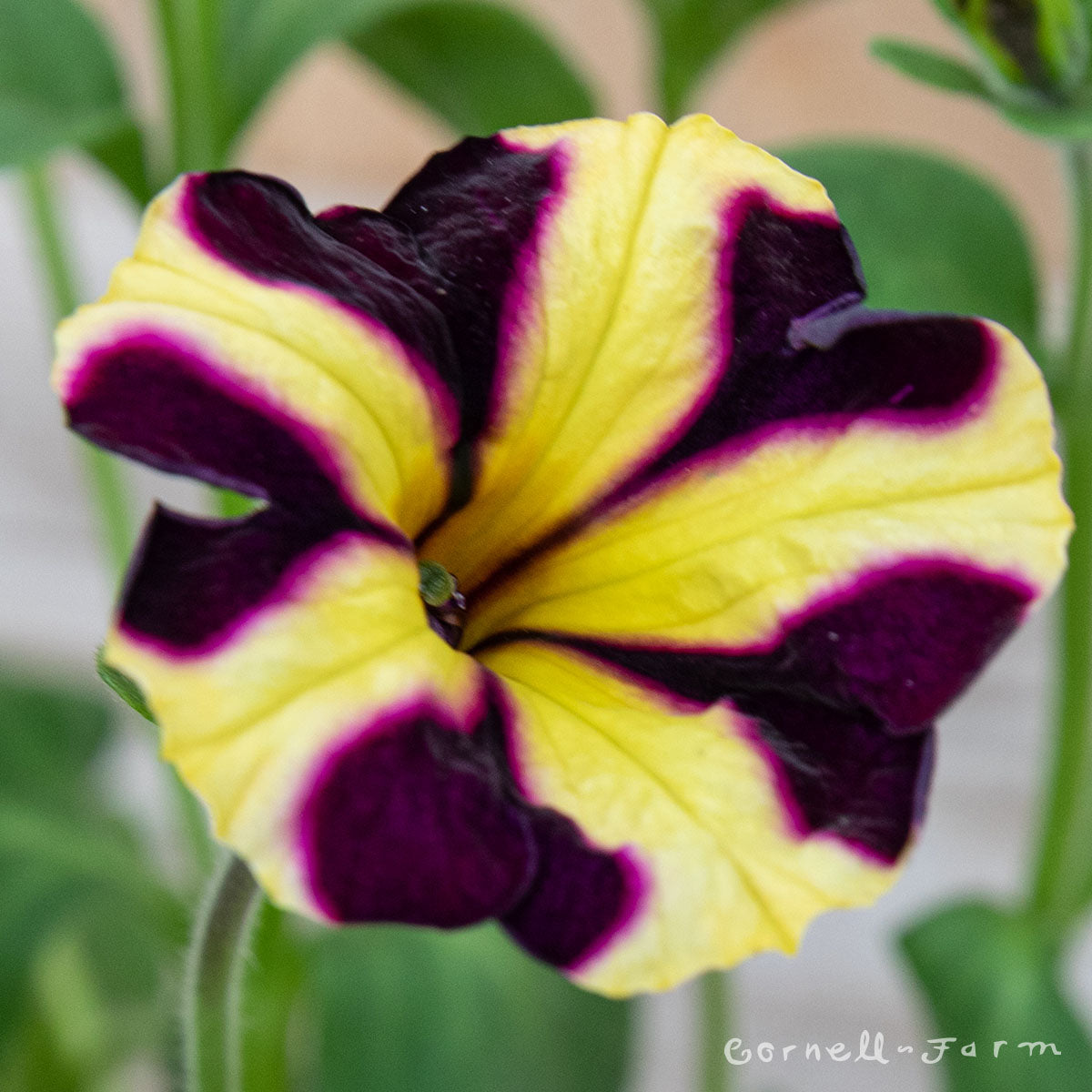 Petunia Amore Heart & Soul 4.25in CF – Cornell Farm