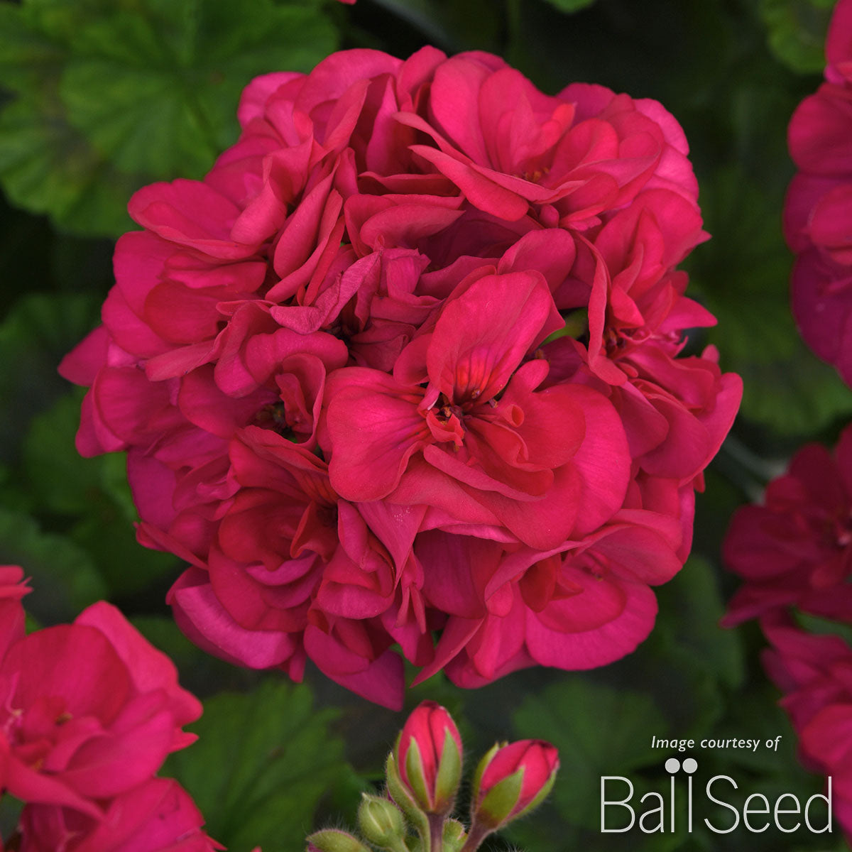 Geranium Zonal Galaxy Violet Qrt. CF – Cornell Farm