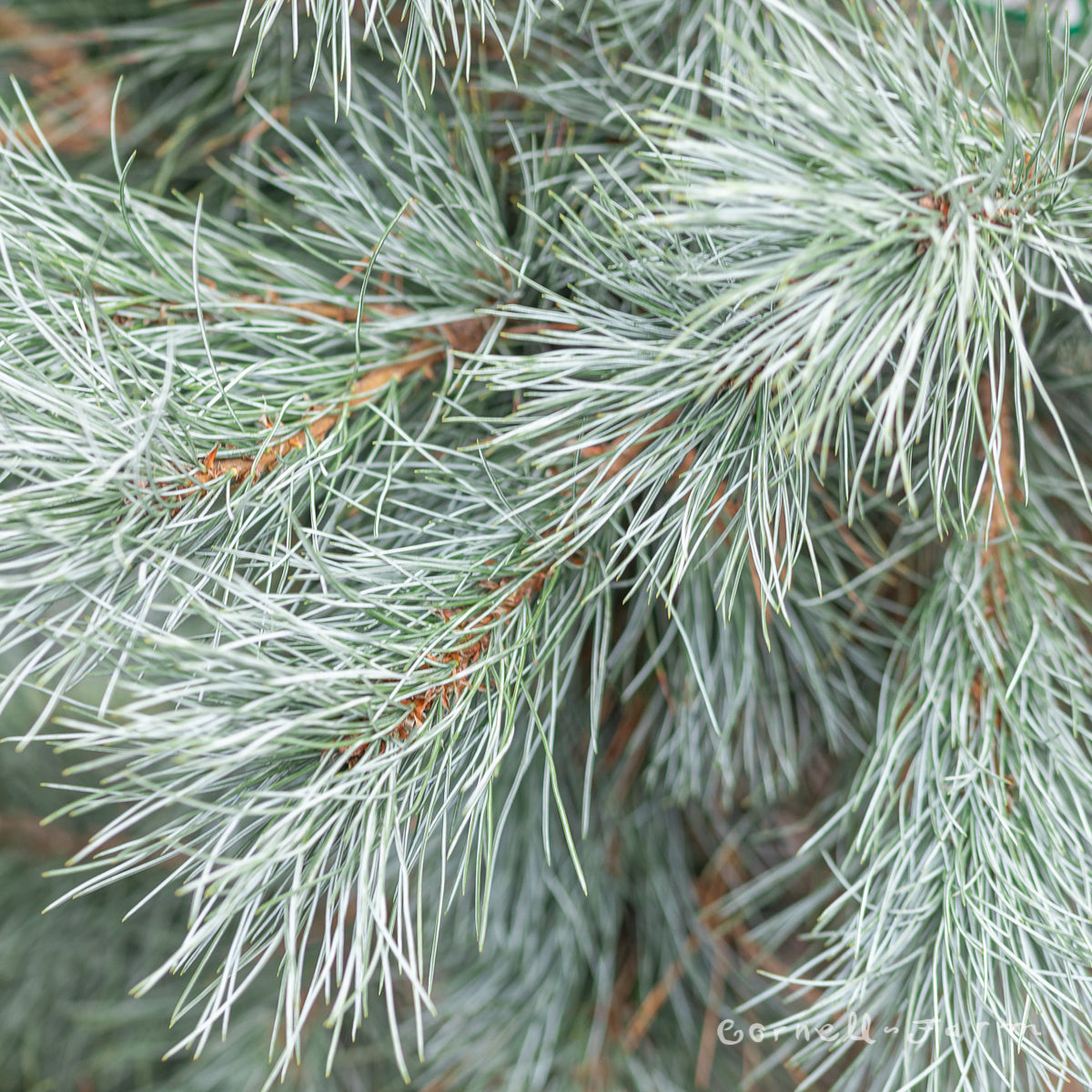 Pinus peuce Pacific Blue 6gal Macedonian PIne – Cornell Farm