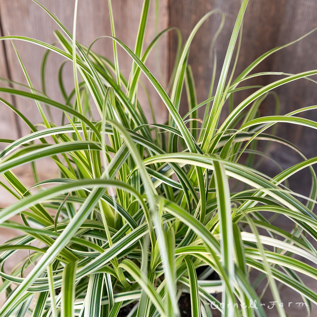 Carex Feather Falls Qrt – Cornell Farm