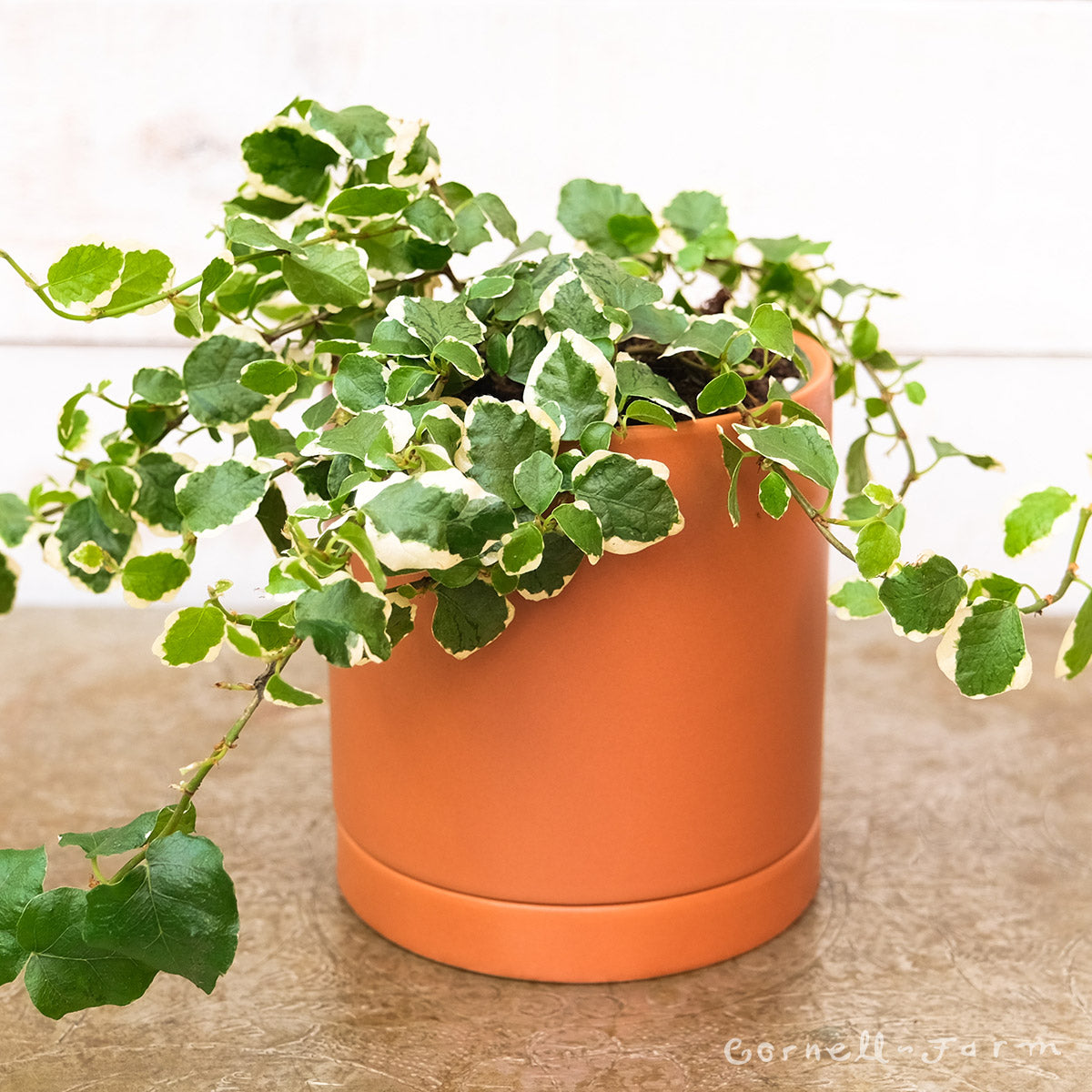 Ficus var. pumila rep. 4in Variegated Creeping Climbing Fig – Cornell Farm