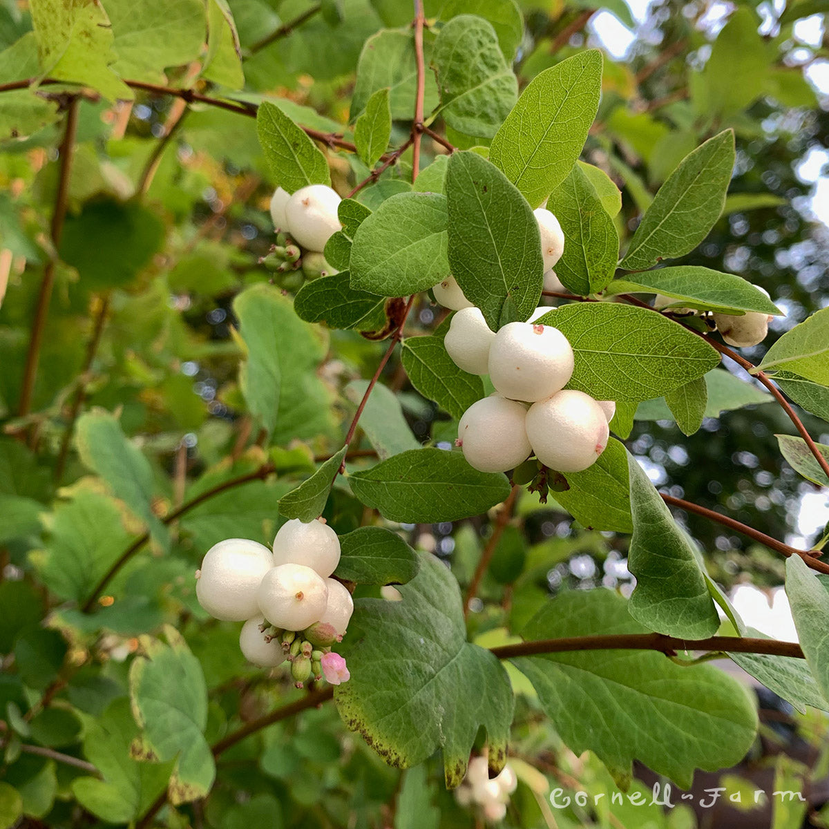 Symphoricarpos albus 5gal Snowberry – Cornell Farm