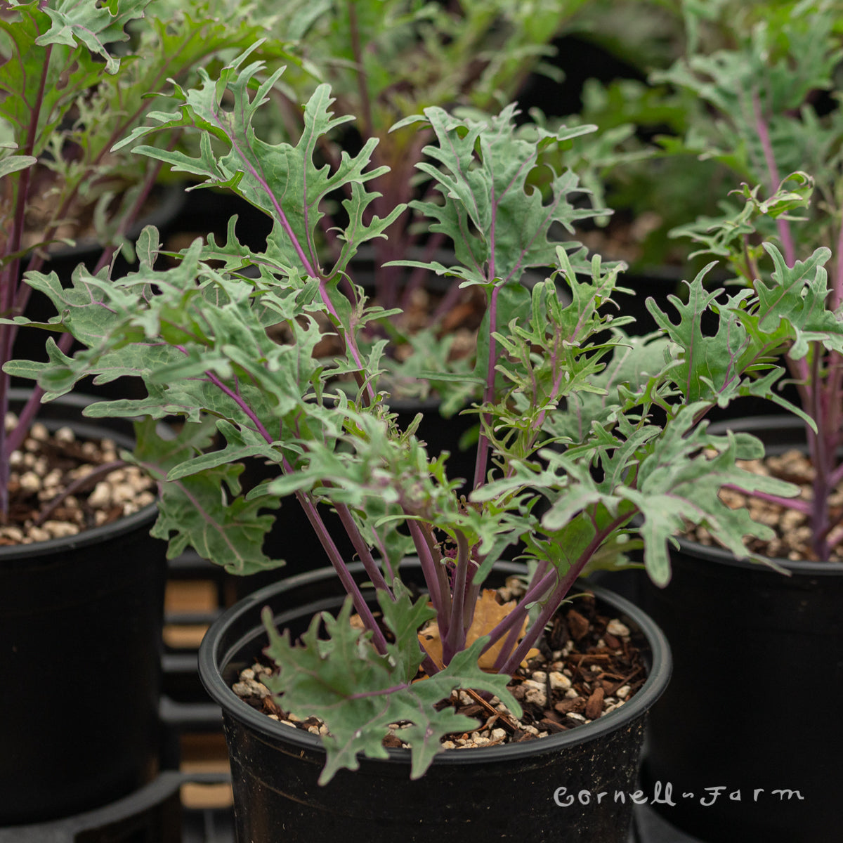 Kale Peacock Series 1gal – Cornell Farm