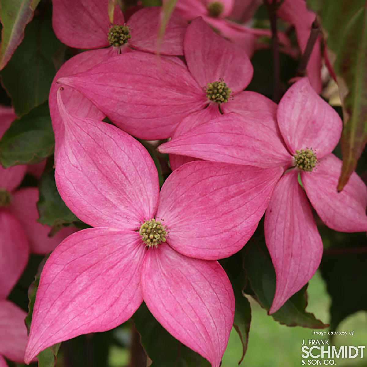 Cornus kousa Scarlet Fire 10gal Pink Dogwood tree – Cornell Farm
