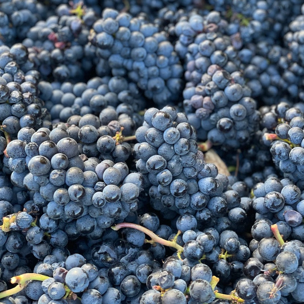 Grape Pinot Noir Pommard wine – Cornell Farm