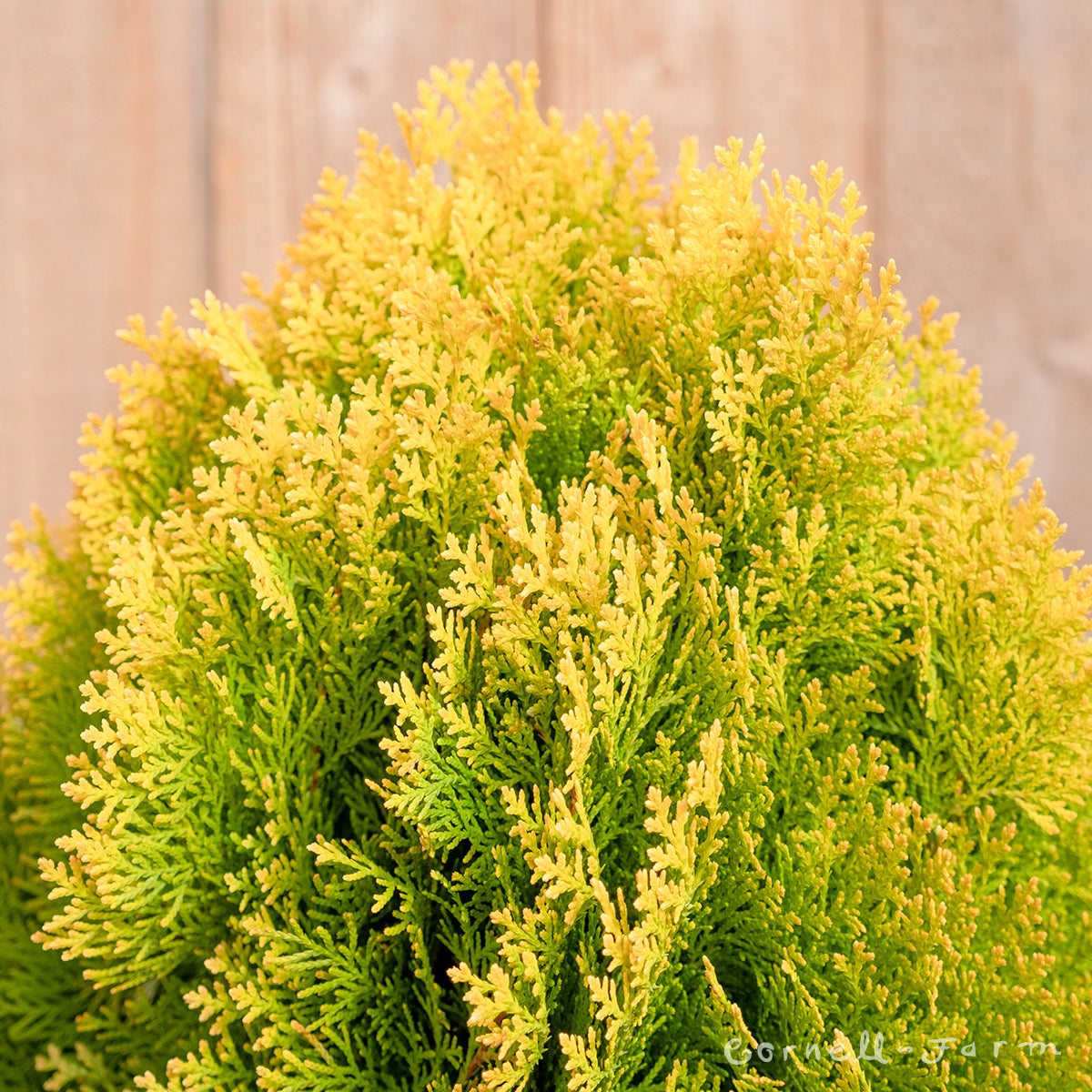 Thuja orientalis Morgan 6gal – Cornell Farm
