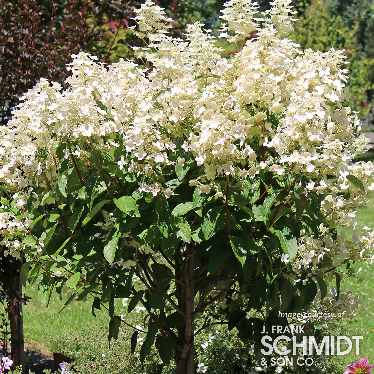 Hydrangea p. Quick Fire Bulk T 7gal PT – Cornell Farm