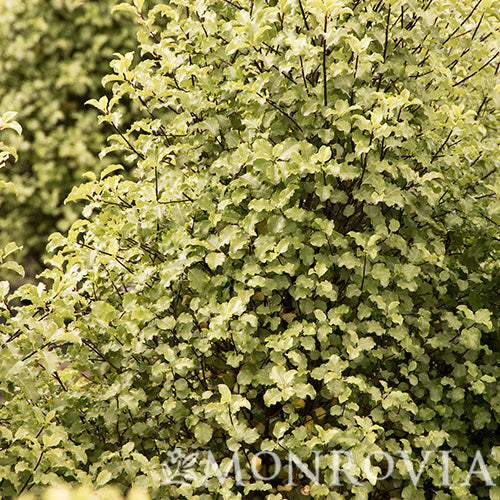 Pittosporum Tasman Ruffles 5gal – Cornell Farm