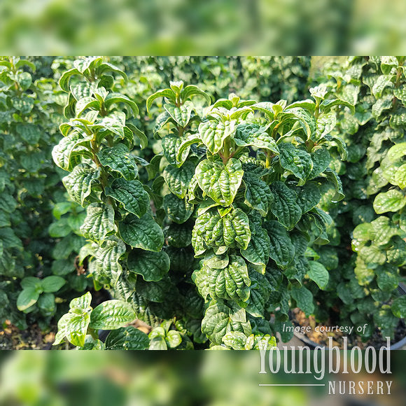 Cornus alba Hessei 10gal Dogwood shrub – Cornell Farm
