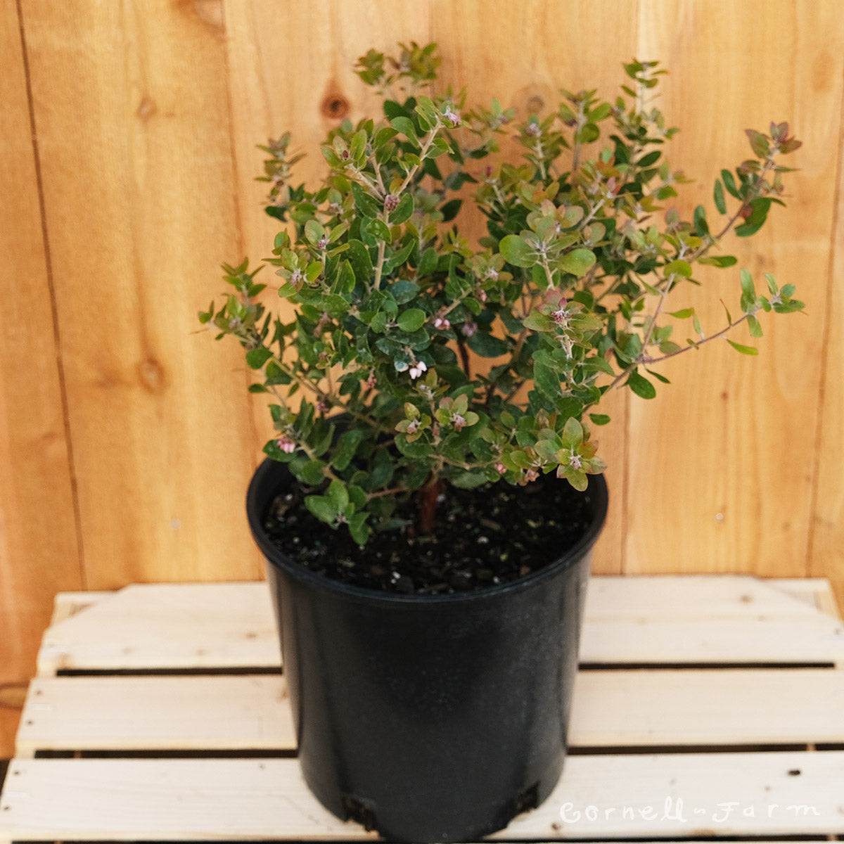 Arctostaphylos x Sunset 2gal Manzanita – Cornell Farm
