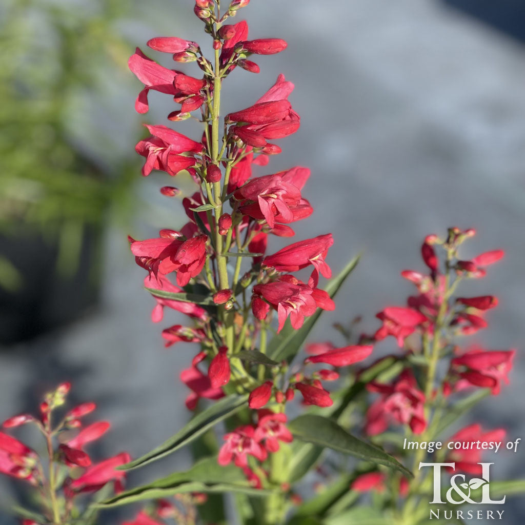 Penstemon x Red Riding Hood 1gal – Cornell Farm