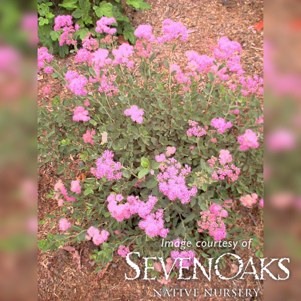 Spiraea densiflora 3gal Subalpine Spirea – Cornell Farm