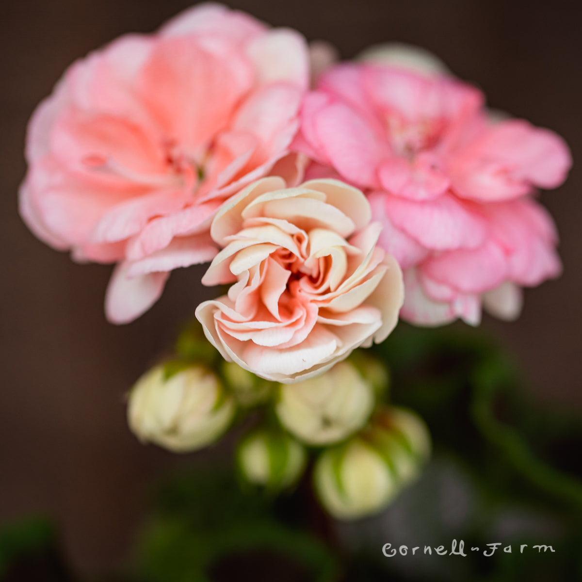Geranium Zonal Rosalie Antique Salmon Qrt. CF – Cornell Farm