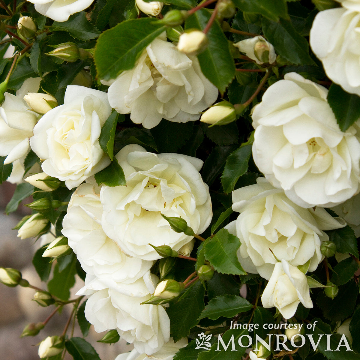 Rose Flower Carpet White 5gal Patio Tree – Cornell Farm