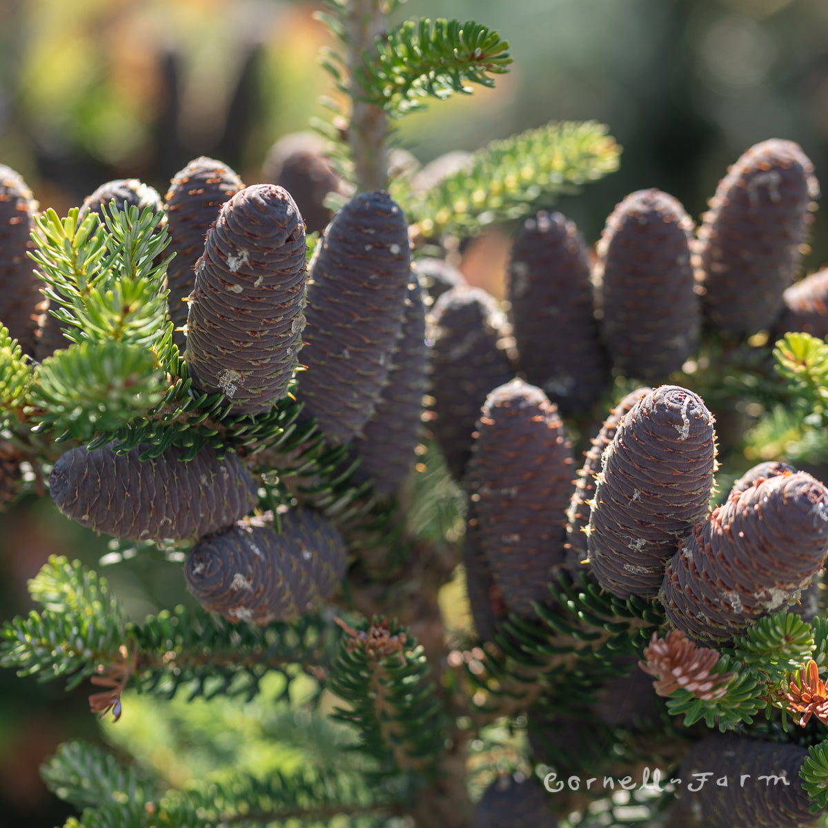Abies koreana Aurea 6gal Golden Korean Fir – Cornell Farm