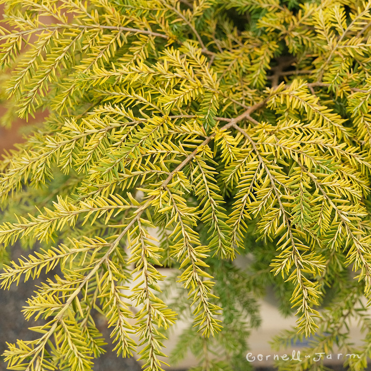 Tsuga c. Golden Duchess 2gal Eastern Hemlock – Cornell Farm