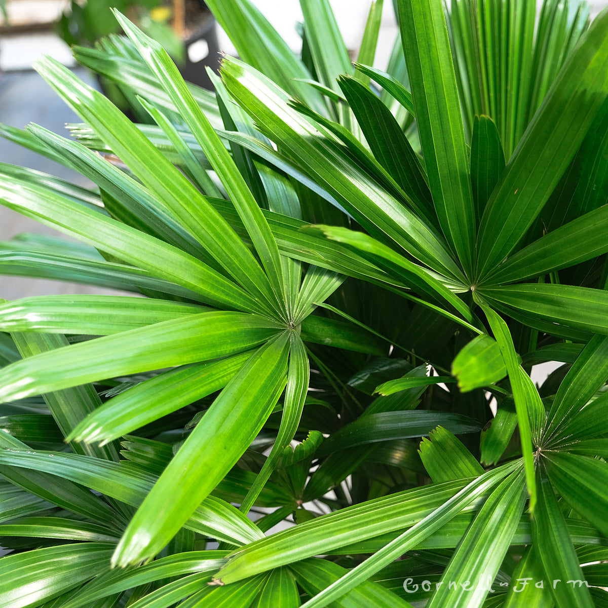 Rhapis excelsa 10in Lady Palm – Cornell Farm