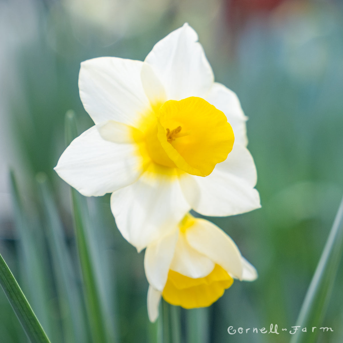 Daffodil Golden Echo 6in CF – Cornell Farm