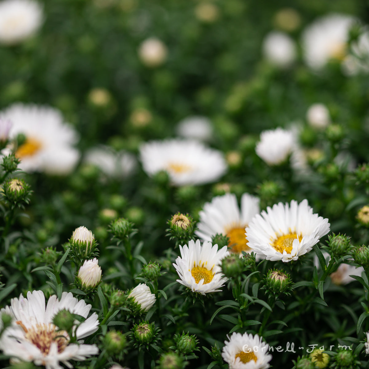 Aster Puff White Qrt Fall – Cornell Farm