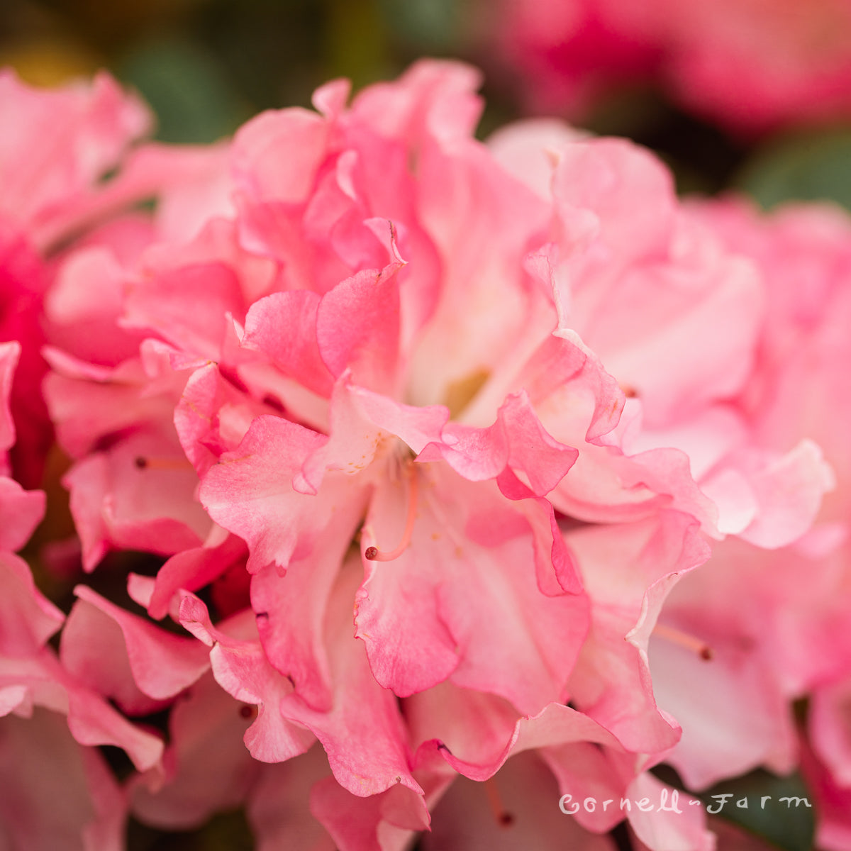 Rhododendron Yaku Prince 2gal – Cornell Farm