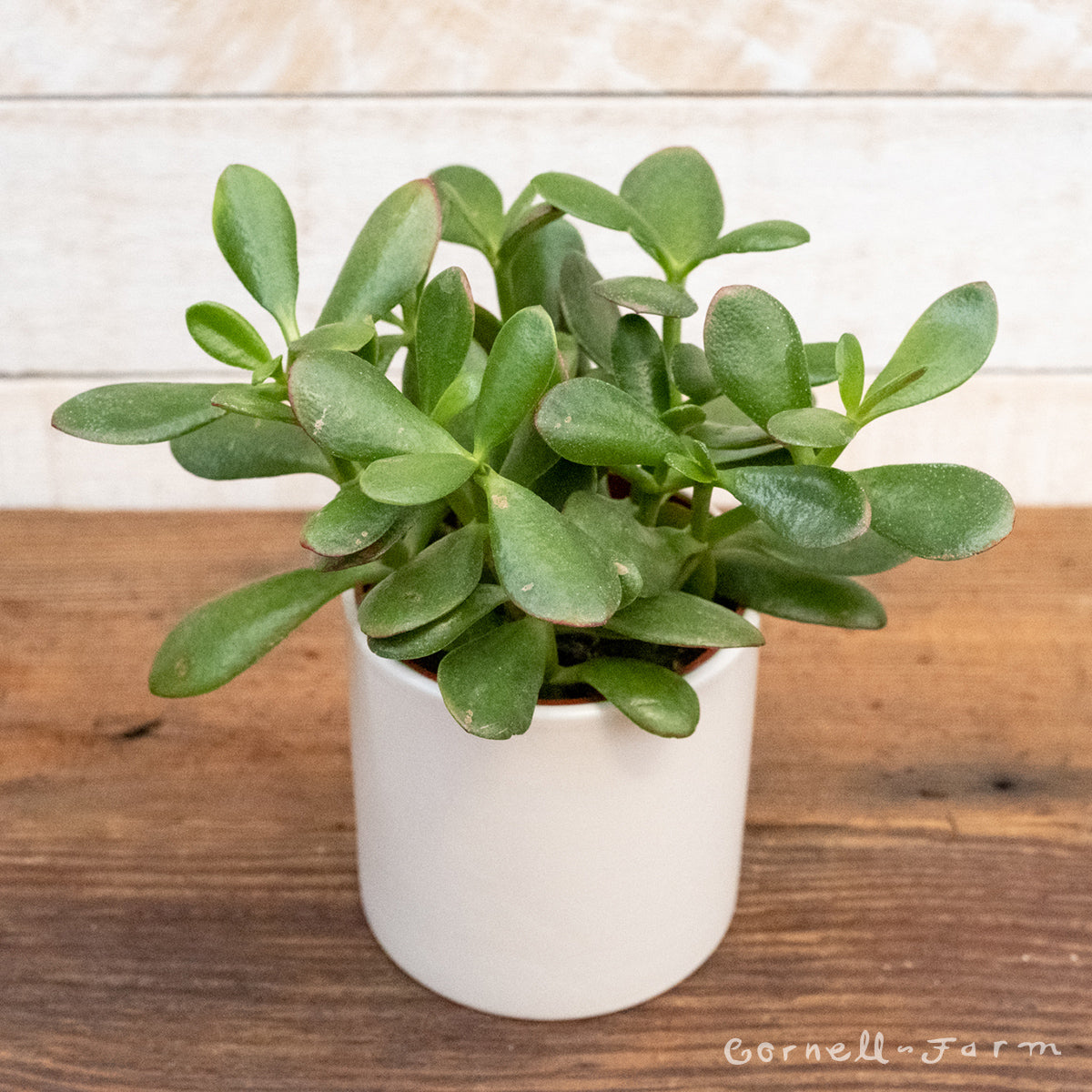 Crassula ovata minima 4in Mini Jade – Cornell Farm