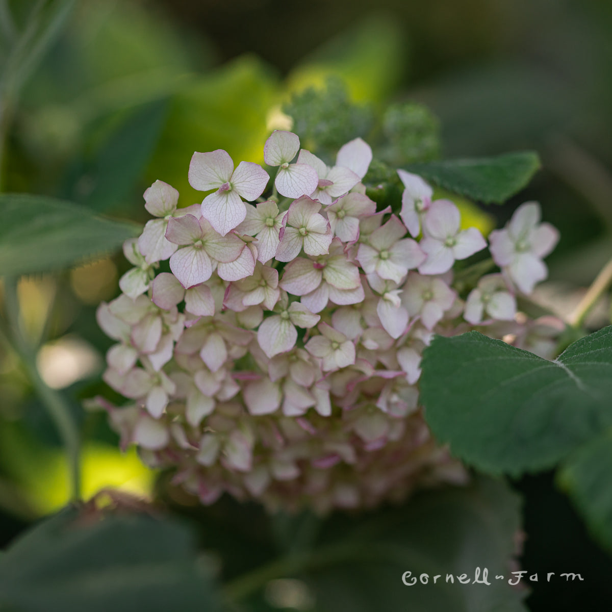 Hydrangea arb. Pinkerella 3gal – Cornell Farm