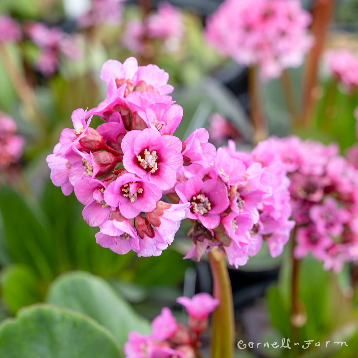Bergenia Spring Fling Qrt – Cornell Farm
