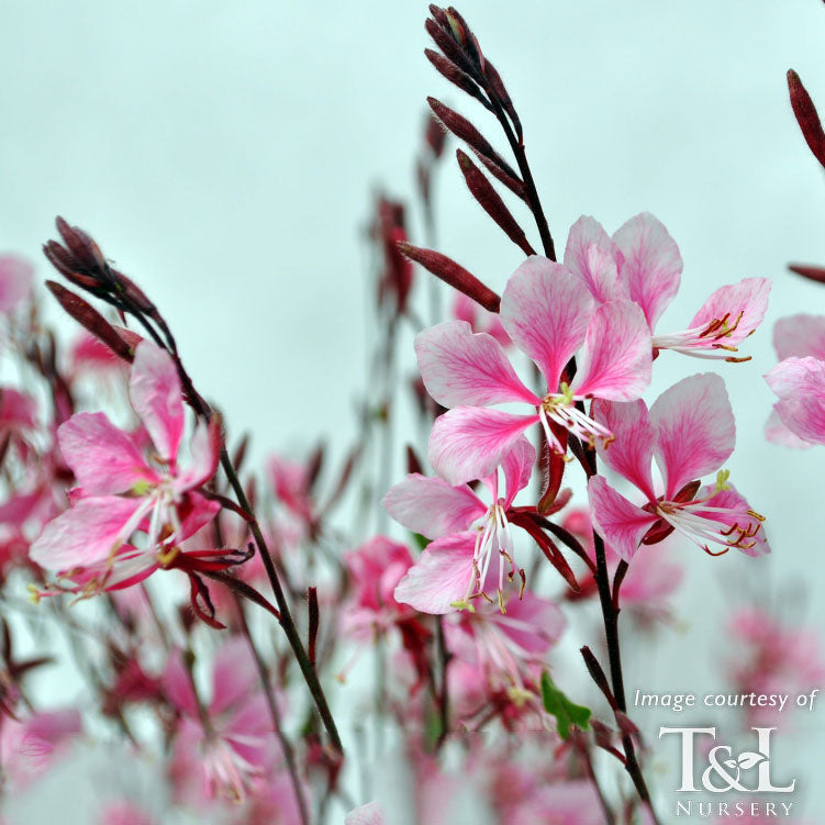 Gaura l. Bantam Pink 1gal – Cornell Farm
