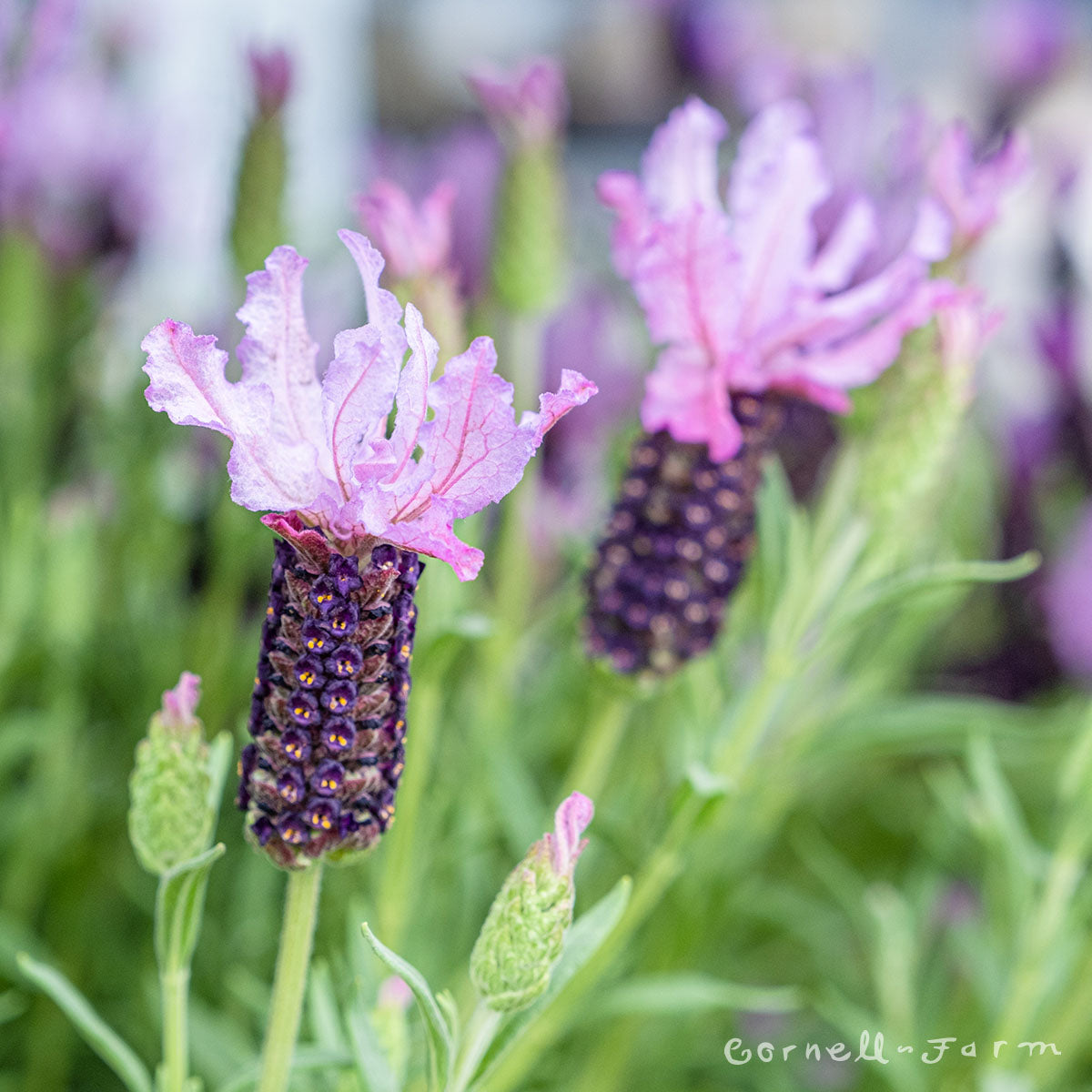 Lavandula st Blueberry Ruffles 1gal Spanish Lavender – Cornell Farm